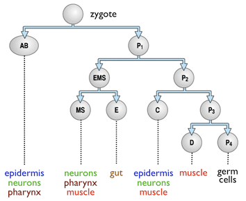 What is C. elegans?