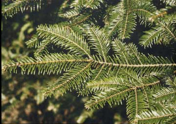 Fir, Grand: Detailed