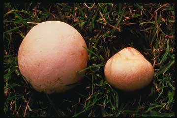 Puffballs: Detailed