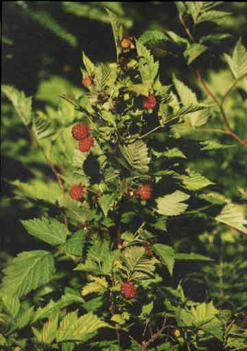 Salmonberry: Detailed