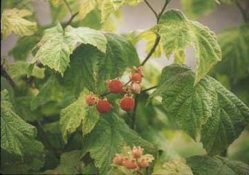 Thimbleberry: Detailed