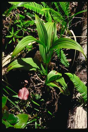 Indian Hellebore: Detailed