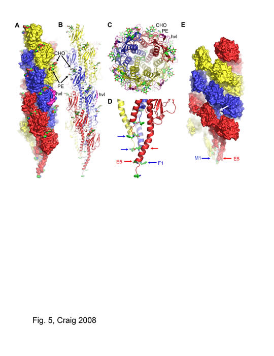 MBB Faculty - Lisa Craig