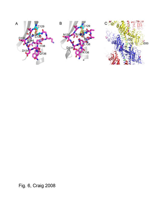 MBB Faculty - Lisa Craig