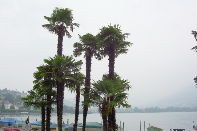 Welcome to Dave's Swiss Experience