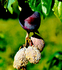brown rot ( Monilinia sp.) on plums (courtesy of Dr. J. Rahe)